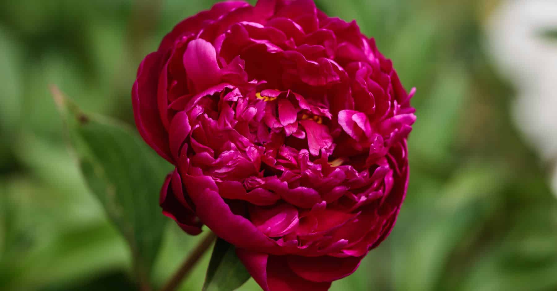 10 nejznámějších druhů pivoněk: tipy na pěstování | Hobbio.cz